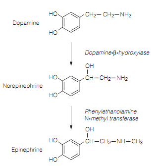 Noradrenaline And Adrenaline Synthesis Noradrenaline Norepinephrine